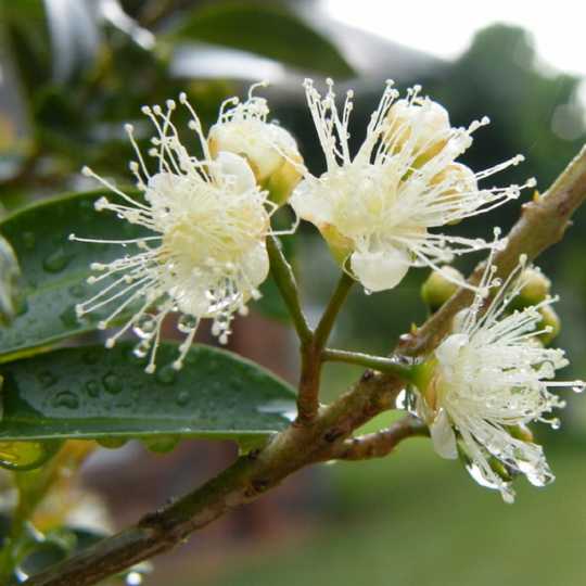 Australian Bush Oil - Home Fragrance with Eucalyptus – NI Candle ...